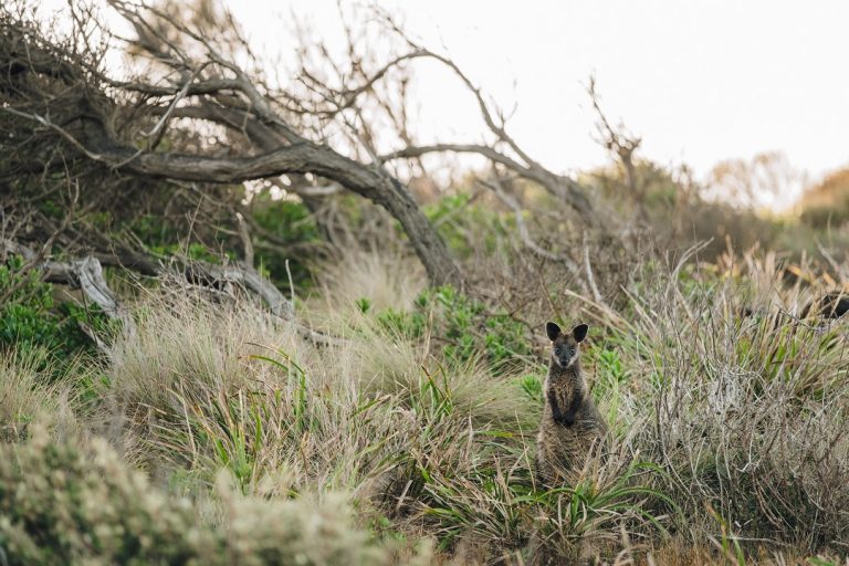 SpaCy Text Classification - How to Train Text Classification Model in ...